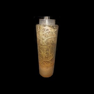 Jumping Spider Fruit Fly Feeder Bottle | Sling Feeding Kit - Etsy