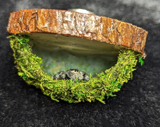 Acorn Jumping Spider Enclosure Sling Jumping Spider Container - Etsy
