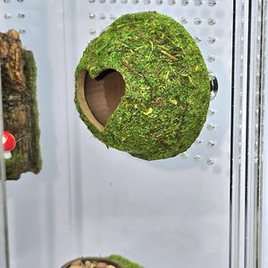 The ORIGINAL Sidewall Hanging Moss Hide - Etsy