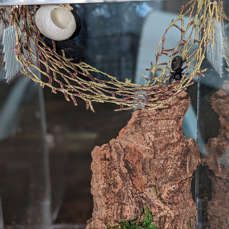 Spider Ribbon - Etsy