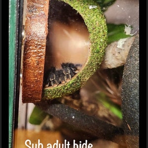 Arboreal Moss Hide for Small Reptiles, Amphibians & Spiders | Natural ...