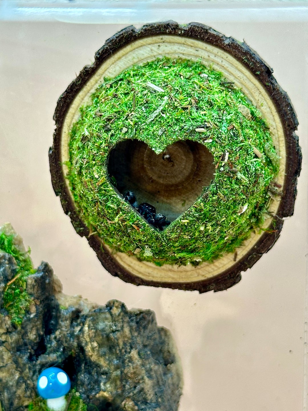 The ORIGINAL Sidewall Hanging Moss Hide - Etsy