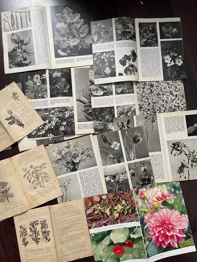 Vintage Botanical Book Pages for Collage Junk Journal Mix Media ...