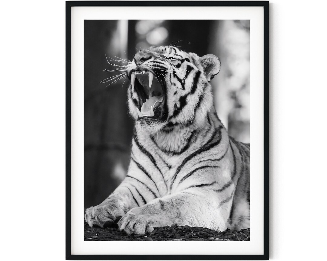 Tiger Bild Schwarz Wei