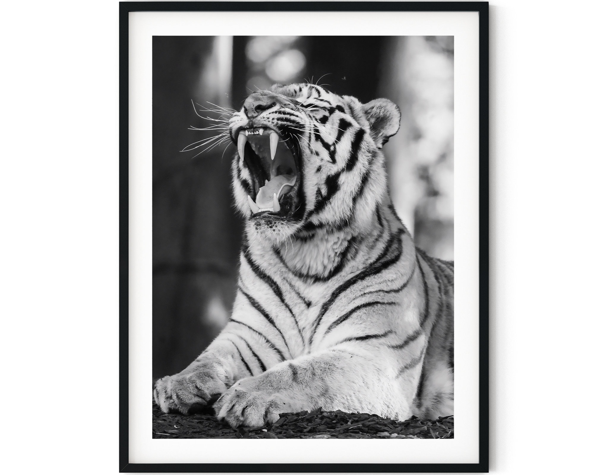Tiger Bild Schwarz Wei