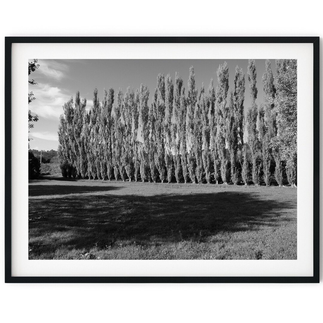 Black and White Photo Instant Digital Download Wall Art Print Poplar ...