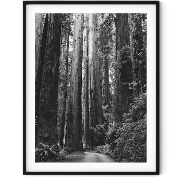 Redwood Print - Etsy