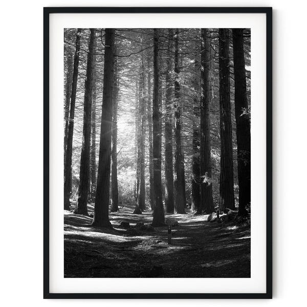 Black and White Nature Prints - Etsy