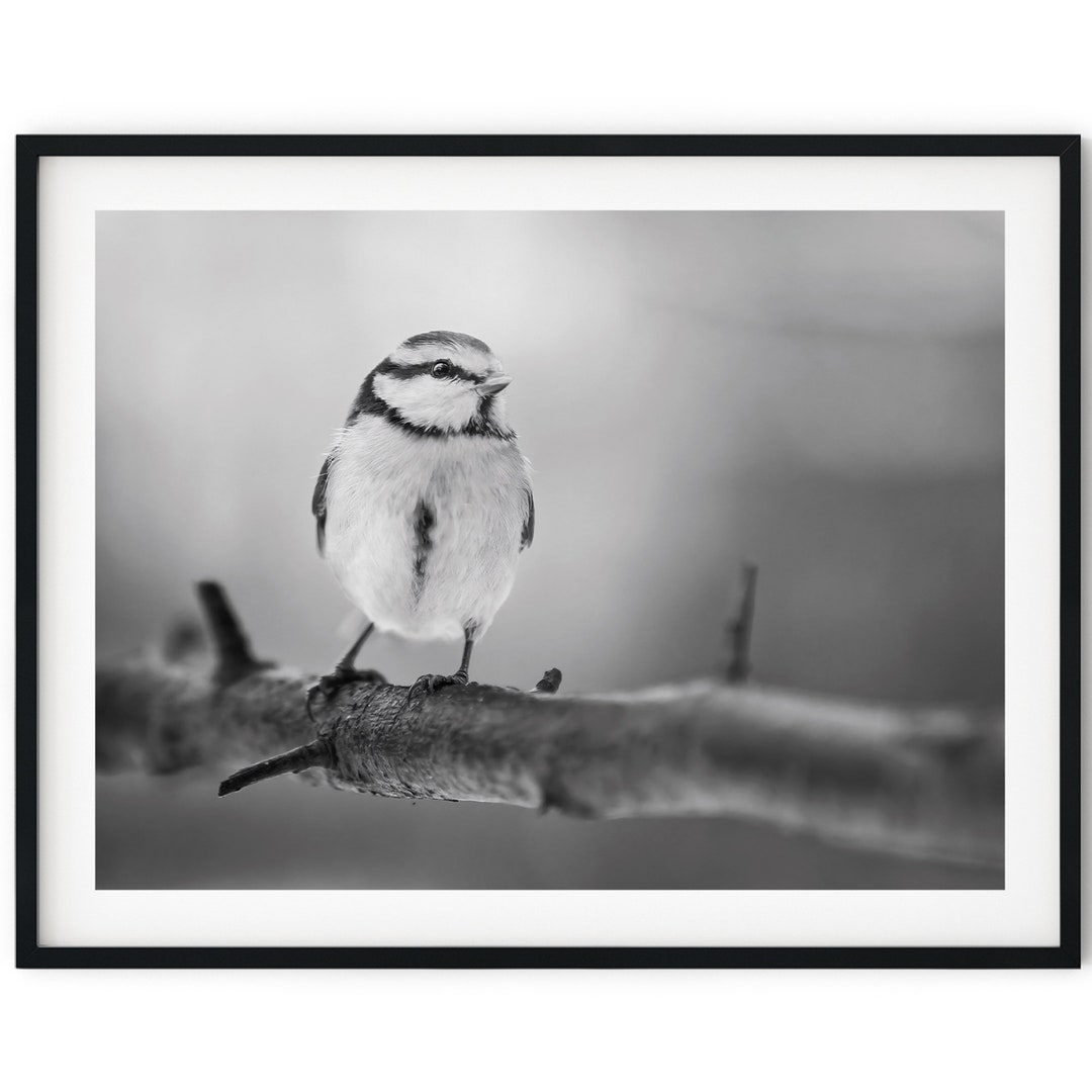 Black and White Photo Instant Digital Download Wall Art Print Bird on A ...
