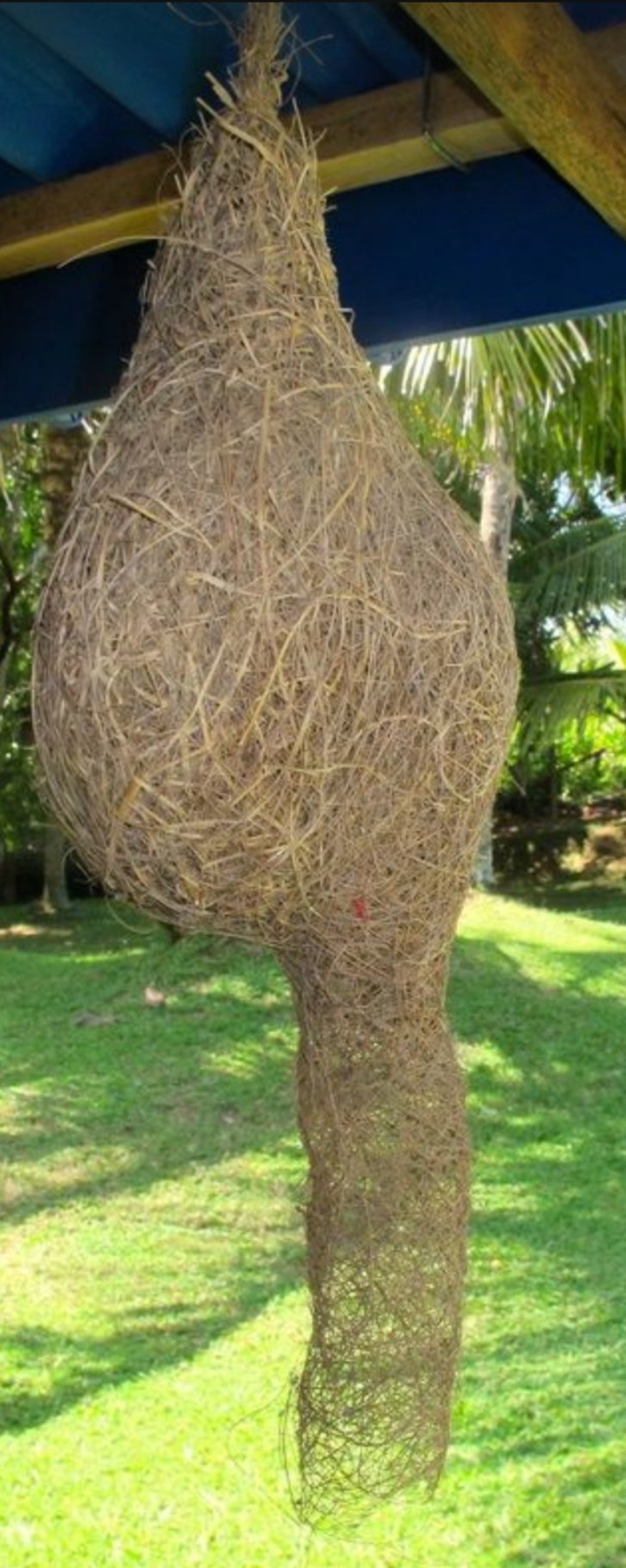 Coconut Coir Nest for Feeding Birds - Etsy