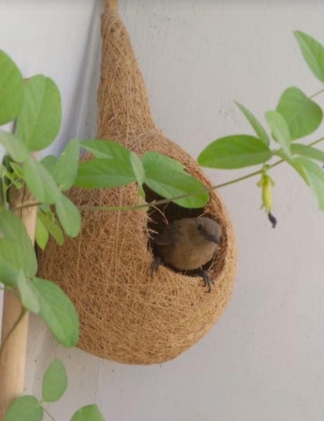 Coconut Coir Nest for Feeding Birds - Etsy