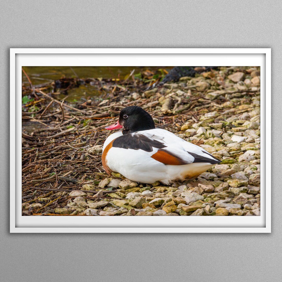 Common Shelduck Wall Art Colour PRINTABLE Wildlife, Digital Download ...