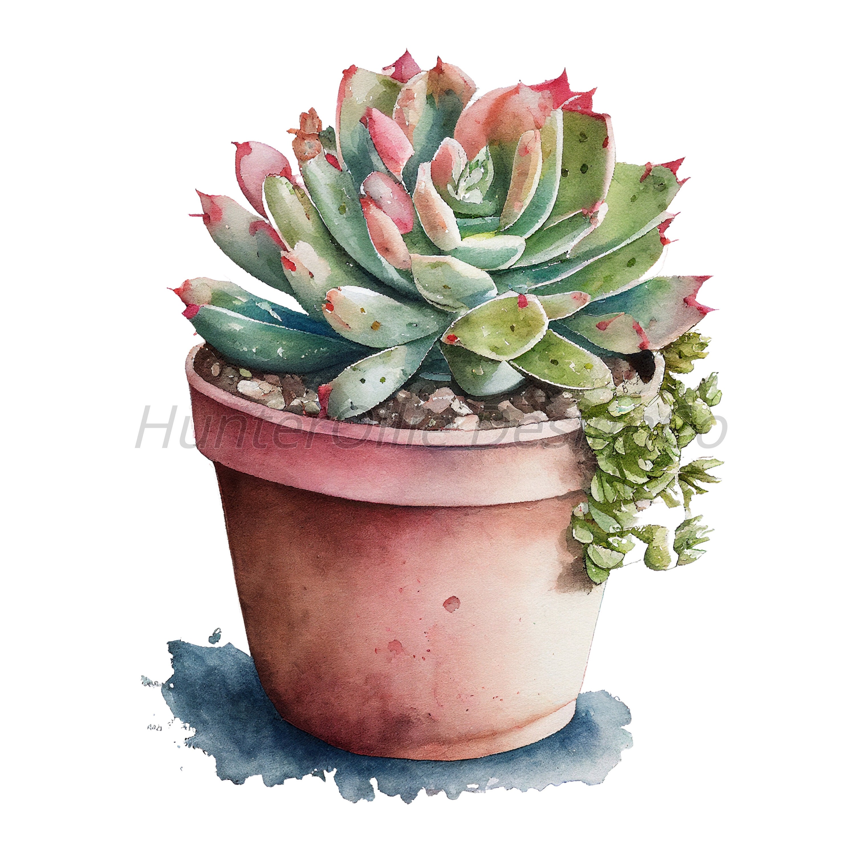 Succulents Clip Art – 12 High Quality Jpegs – Clip Art – Scrapbooking ...
