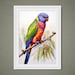 Rainbow Lorikeet Watercolor Painting, Australian Bird Art (digital ...