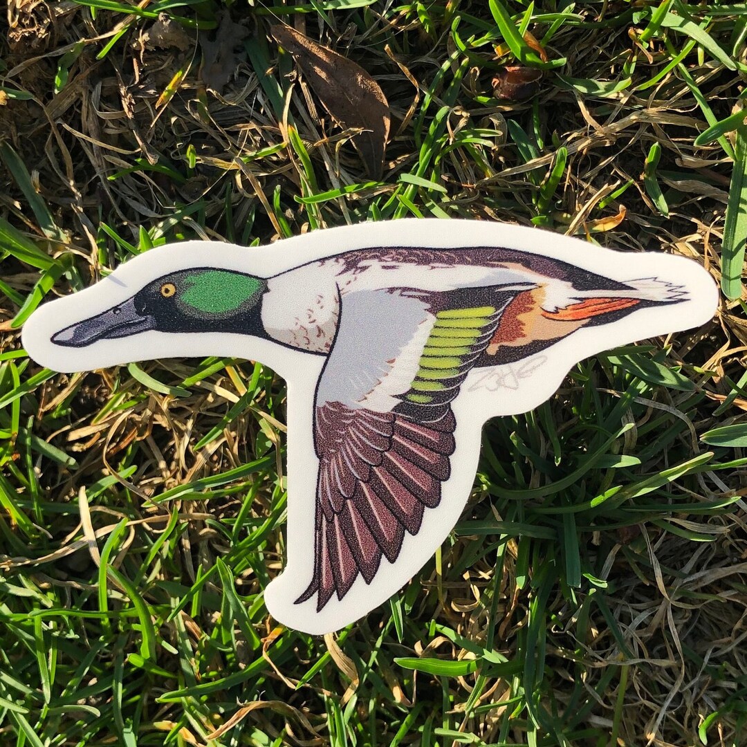 Northern Shoveler Sticker - Etsy