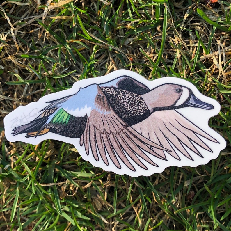Blue-winged Teal Sticker - Etsy