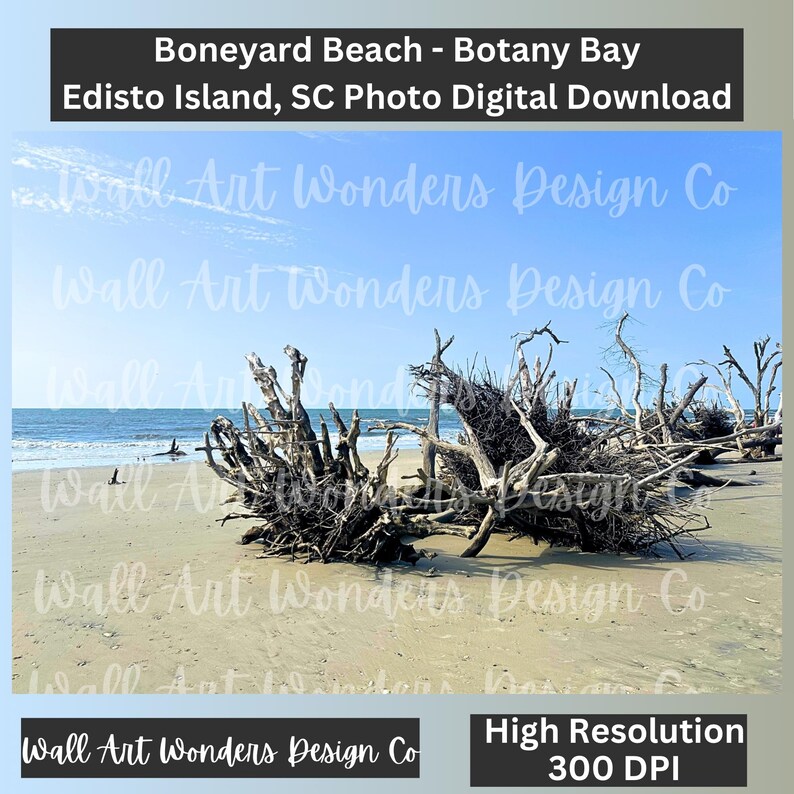 Boneyard Beach Wall Art Boneyard Beach Botany Bay, Edisto Island SC ...