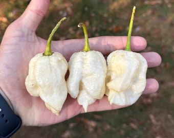 white ghost pepper shu