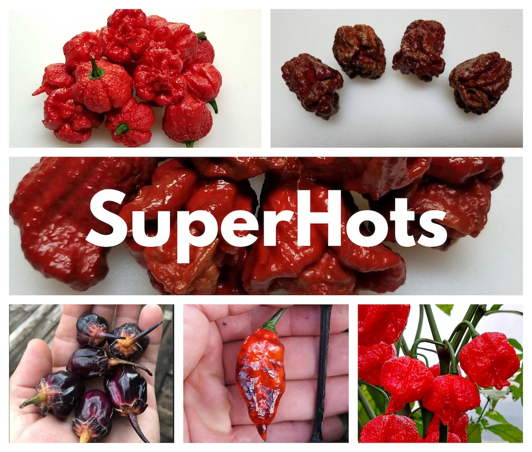 Rare Superhot 500,000 SHU ORGANIC Non GMO capsicum Chinense freebies - Etsy