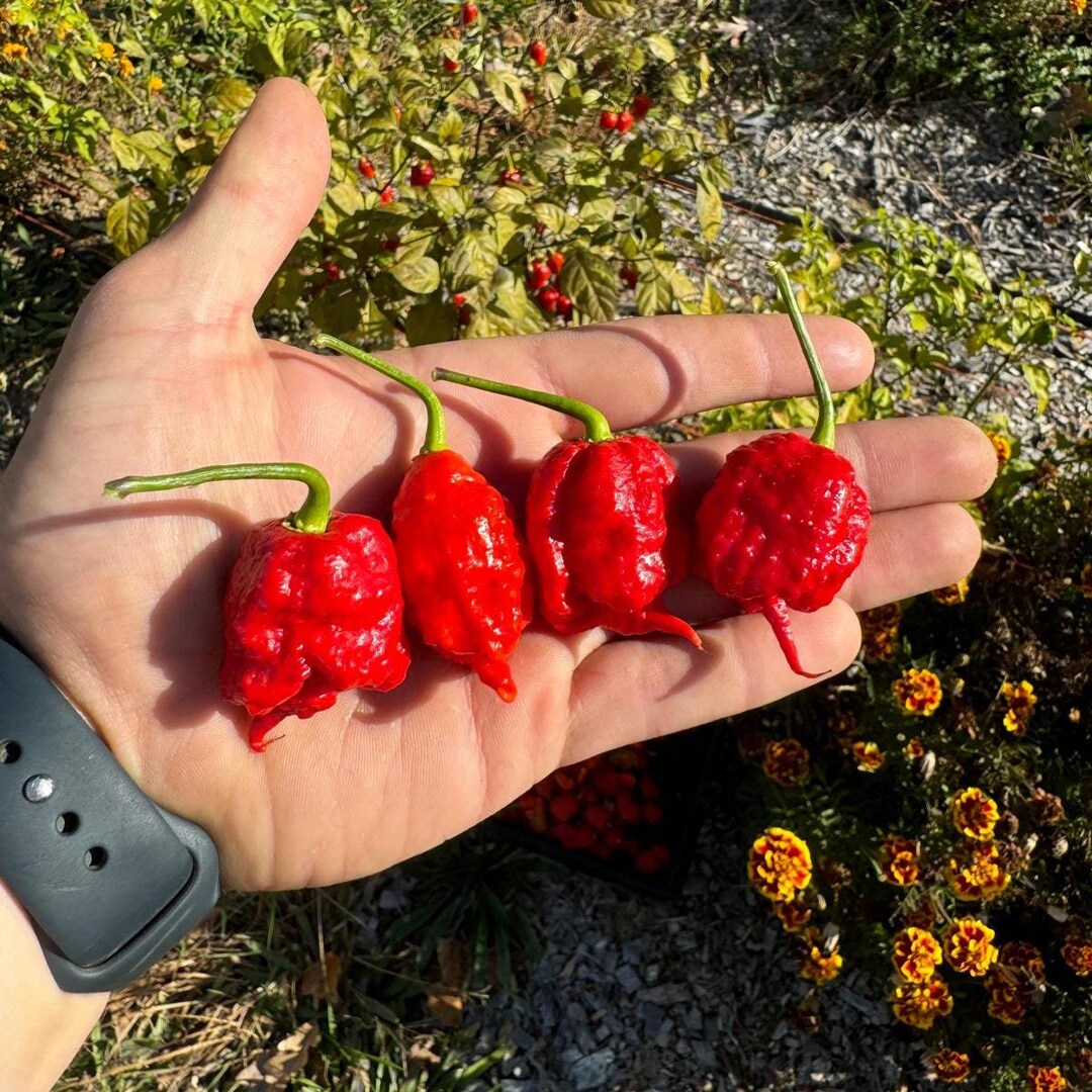 Moruga Scorpion (capsicum Chinense) Superhot Pepper Seeds! - Etsy
