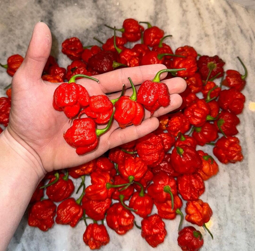7 Pot Lava X Testanera Red Superhot (capsicum Chinense) Superhot Pepper ...