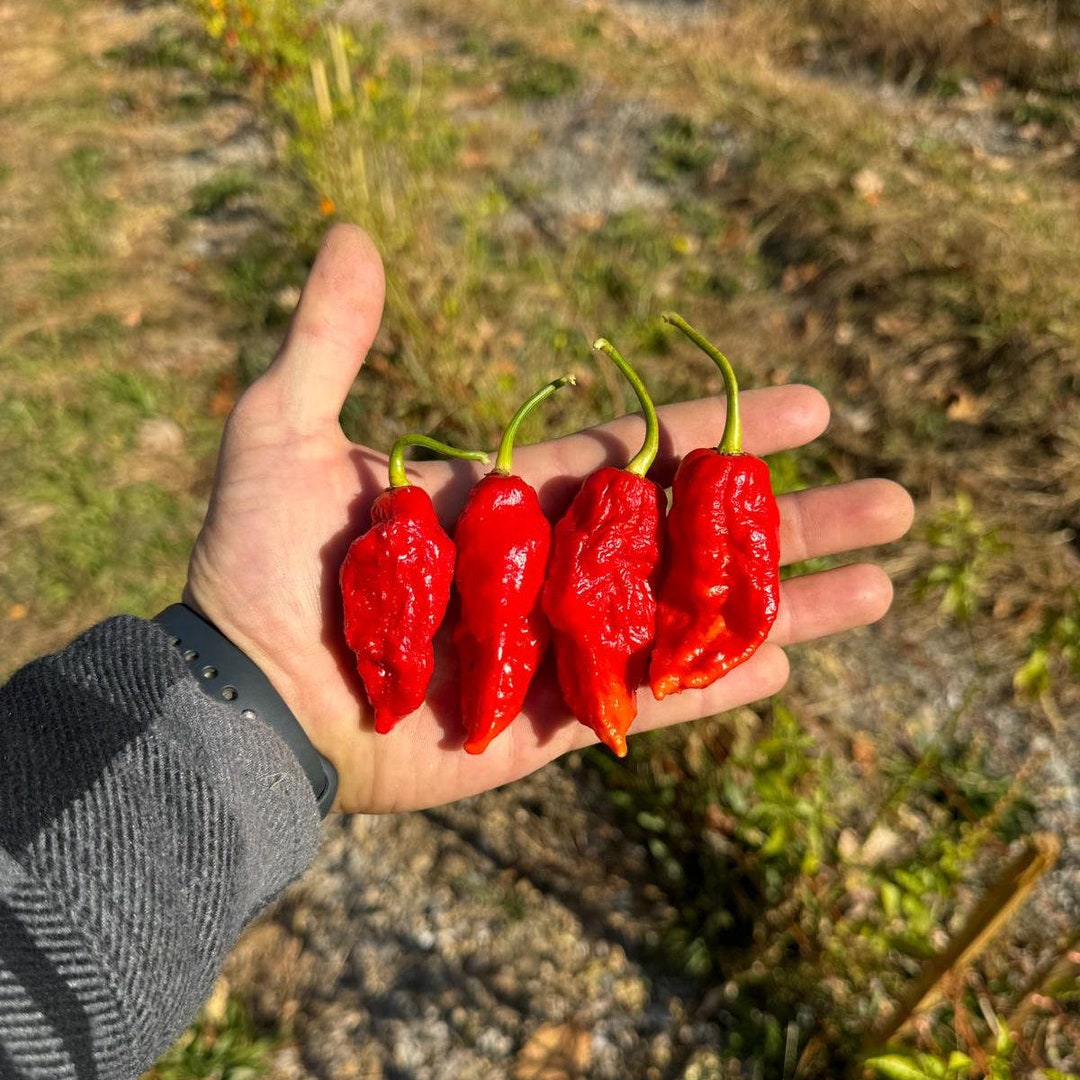 Ghost Red (capsicum Chinense) Superhot Pepper Seeds! - Etsy