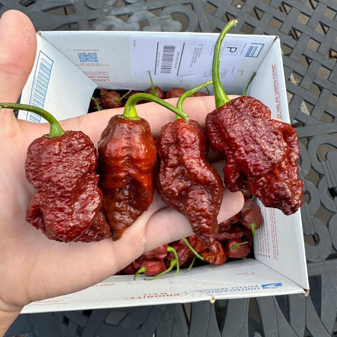 Wrecking Ball Chocolate Superhot (capsicum Chinense) Superhot Pepper ...