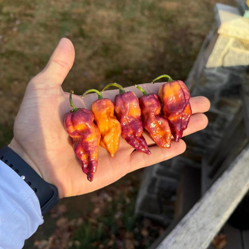 Pink Tiger (capsicum Chinense) Superhot Pepper Seeds! - Etsy
