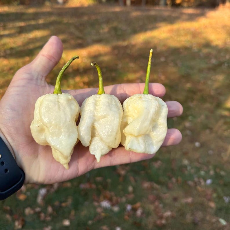 White Moruga (capsicum Chinense) Superhot Pepper Seeds! - Etsy