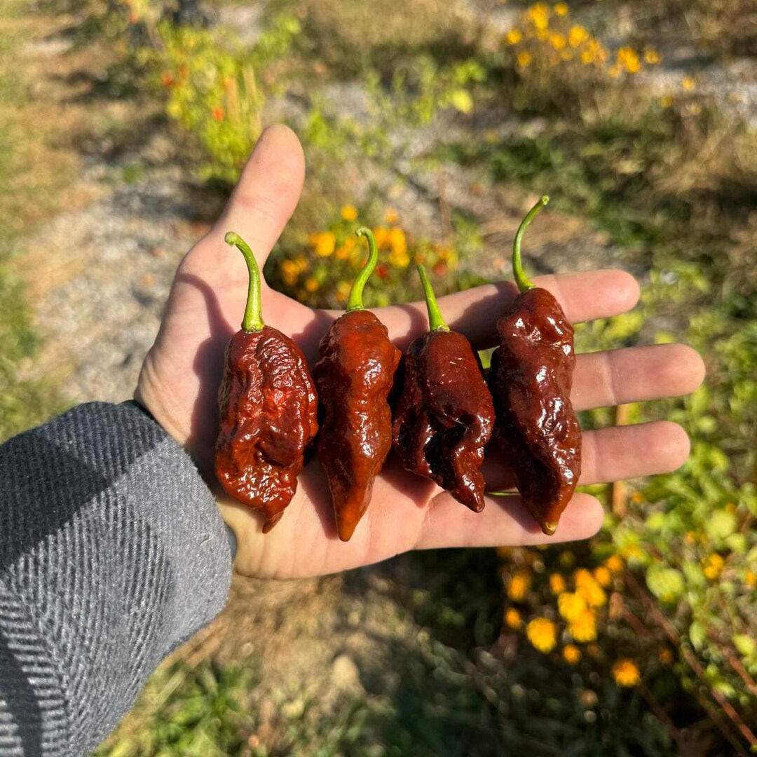 Ghost Chocolate (capsicum Chinense) Superhot Pepper Seeds! - Etsy