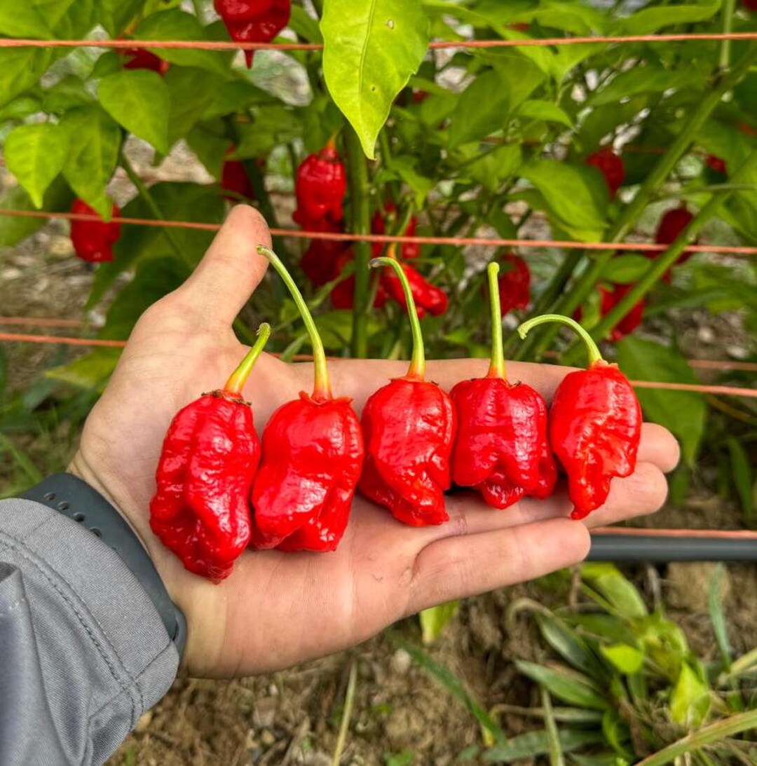 BBG Red (capsicum Chinense) Superhot Pepper Seeds! - Etsy