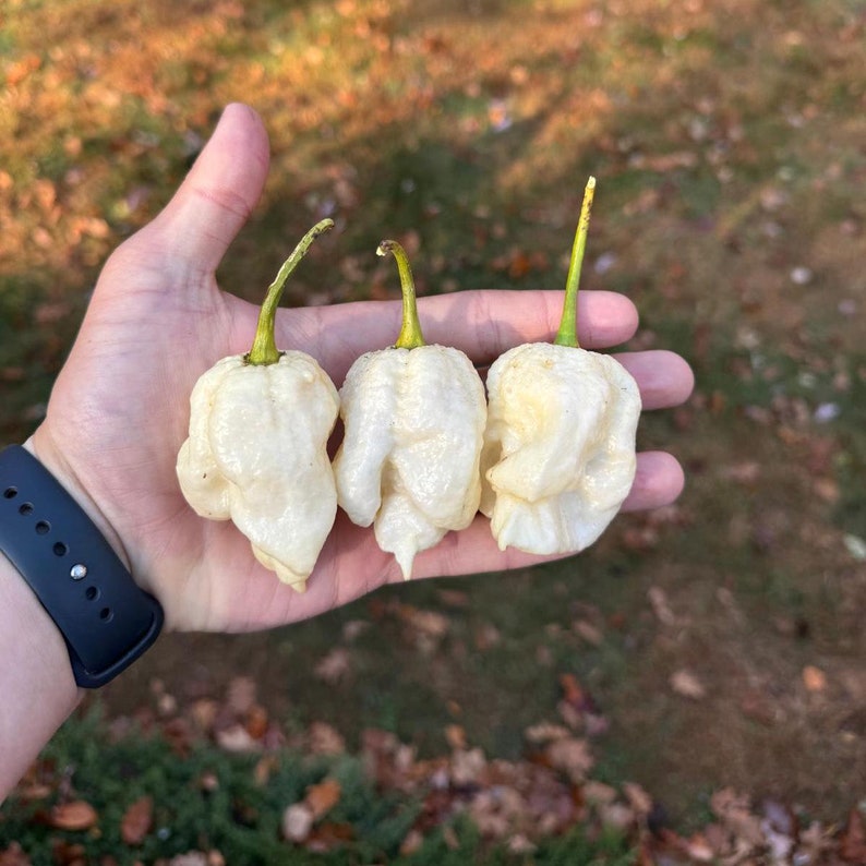 White Moruga (capsicum Chinense) Superhot Pepper Seeds! - Etsy
