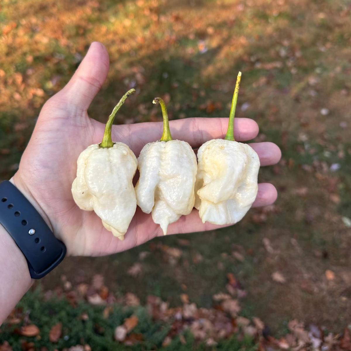 White Moruga (capsicum Chinense) Superhot Pepper Seeds! - Etsy
