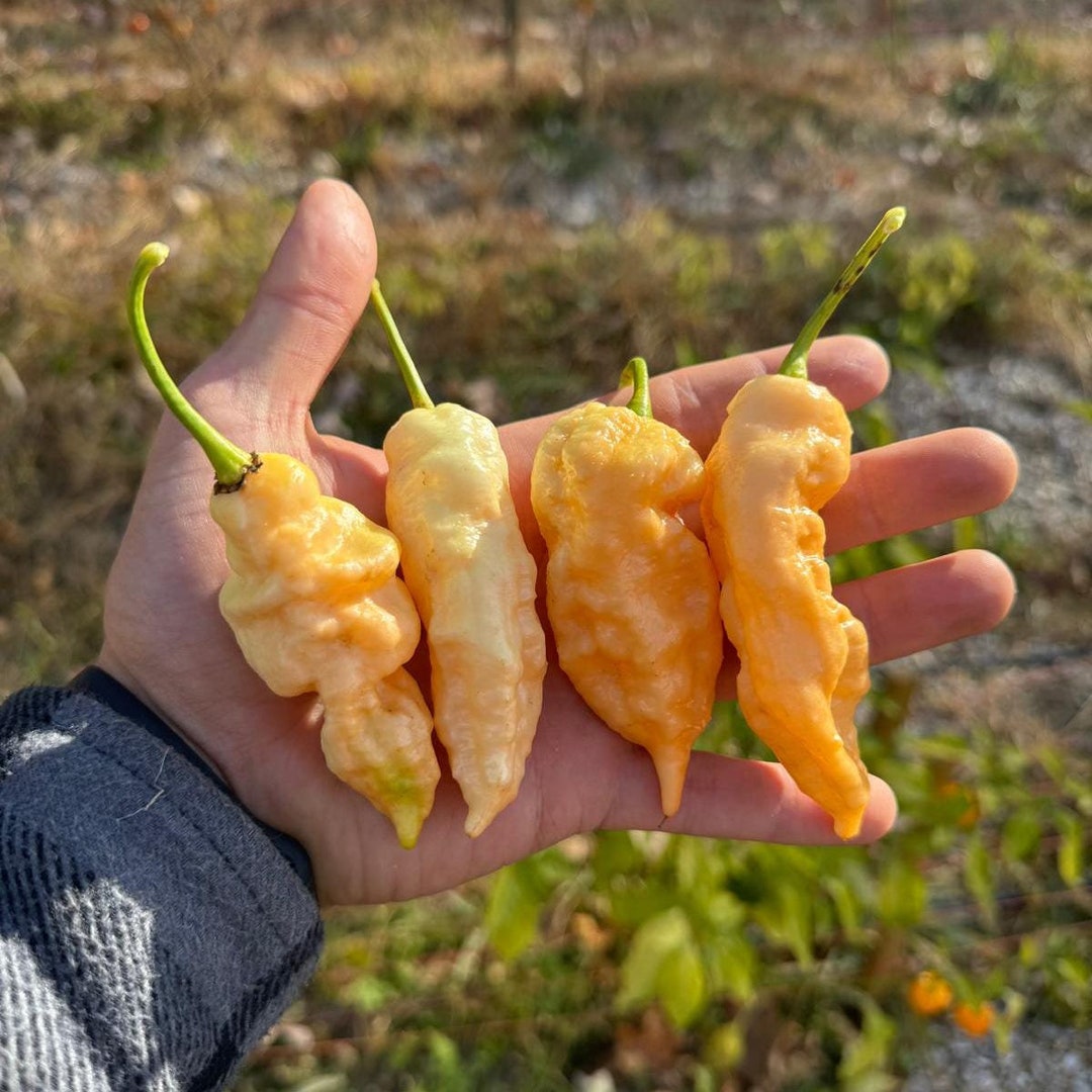 Orange Jami X Unknown (F2) (capsicum Chinense) Superhot Pepper Seeds! - Etsy