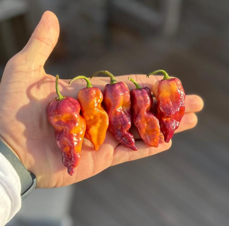 Pink Tiger (capsicum Chinense) Superhot Pepper Seeds! - Etsy