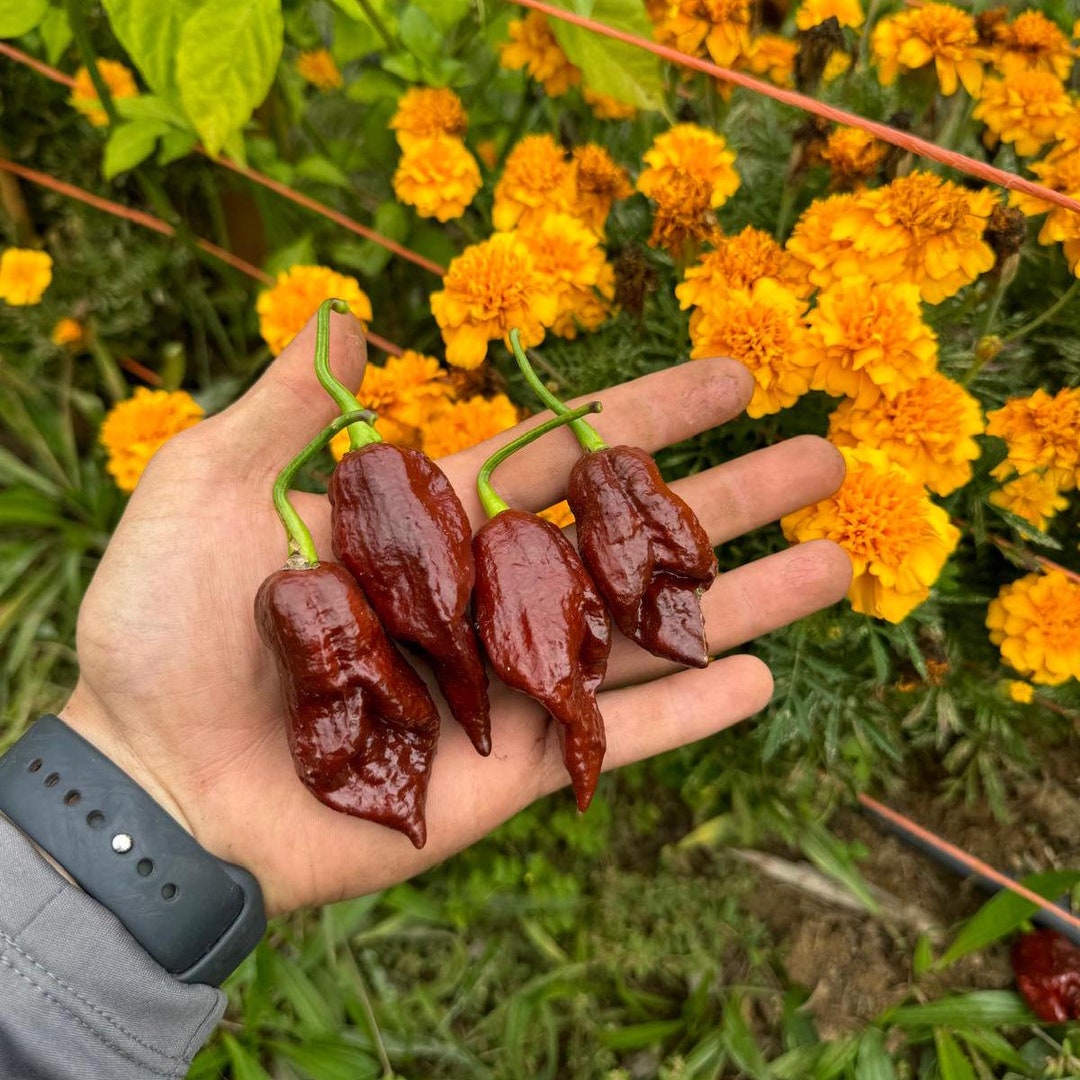 Chocolate Ghost Superhot (capsicum Chinense) Superhot Pepper Seeds! - Etsy