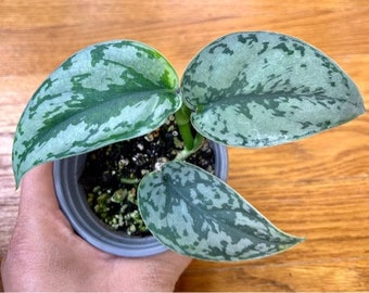 Silver Lady Pothos Scindapsus Silver Lady Silver Pothos Plant Easy ...