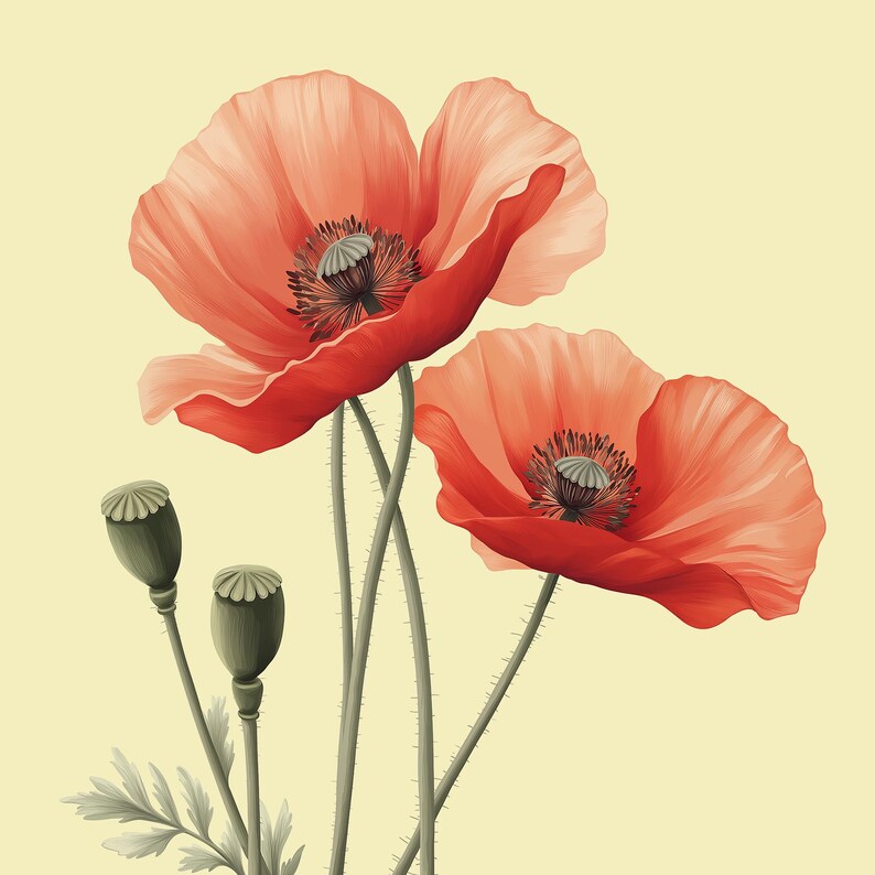 Digital Art Poppies Set - Graphic Elements for Design Projects, Floral ...