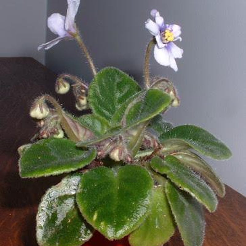 Mini African Violet Leaf - Etsy