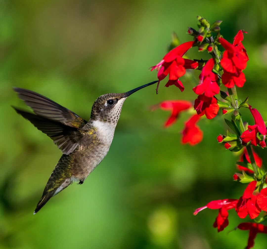 Ruby-throated Hummingbird at a Cardinal Plant. - Etsy