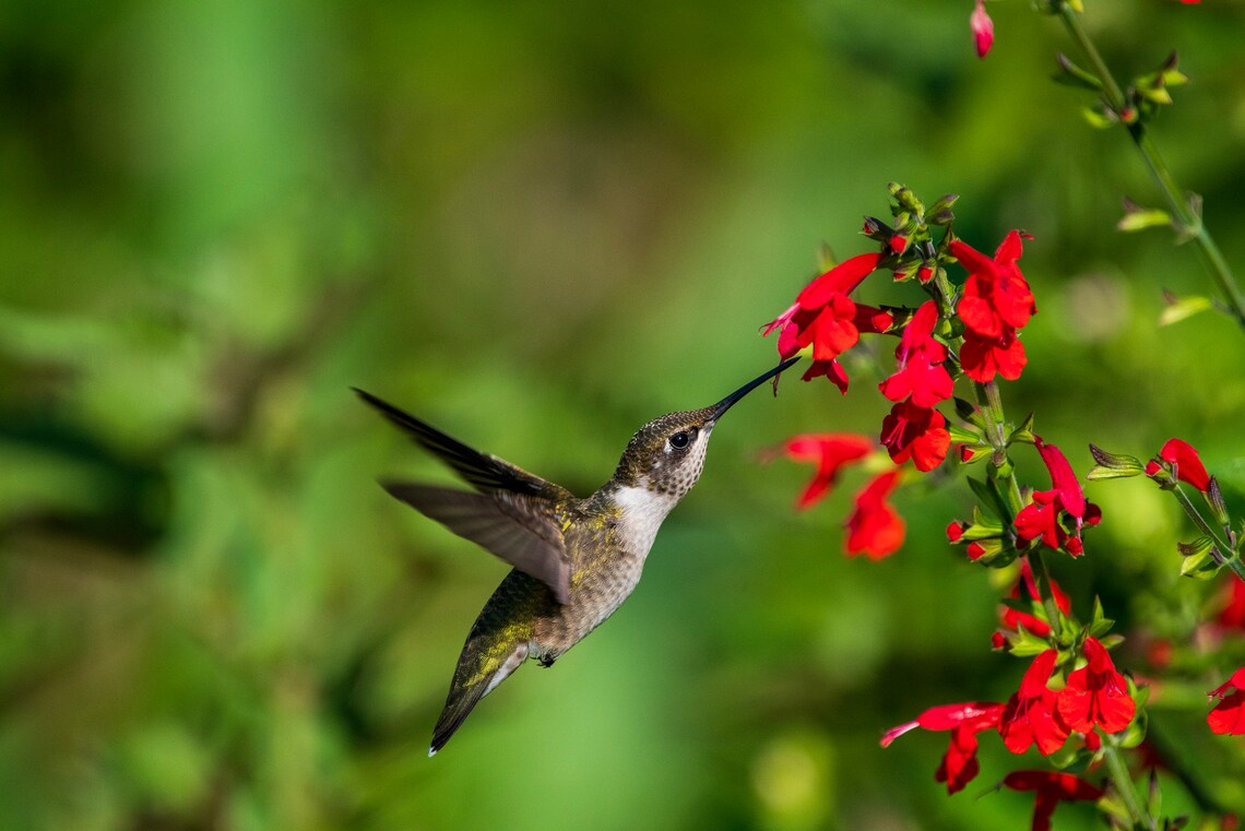 Ruby-throated Hummingbird at a Cardinal Plant. - Etsy