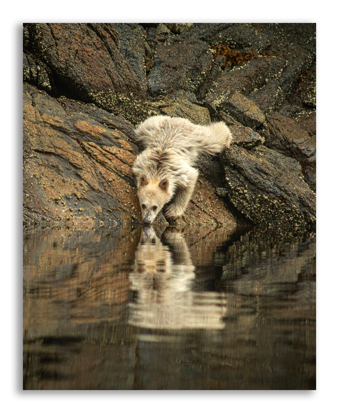 Spirit Bear Cub Reflection Photography Print - Etsy