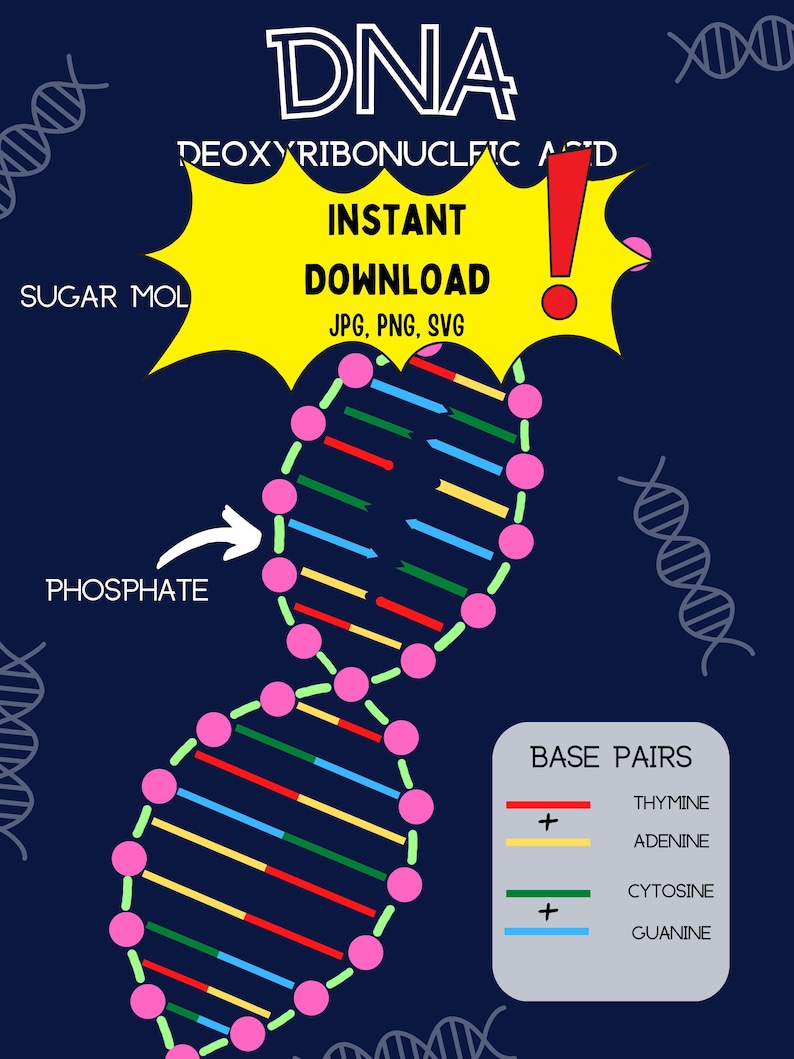 DNA Anchor Chart Digital Download Poster for Science Classroom ...