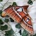 Made to Order Atlas Moth Wing Headpiece - Etsy
