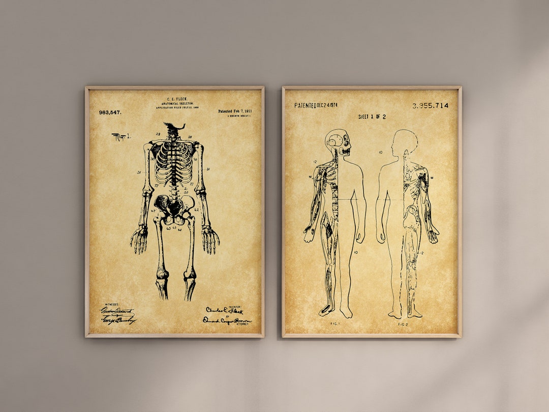 Anatomical Patent Prints: Skeleton & Muscular System Art (digital ...