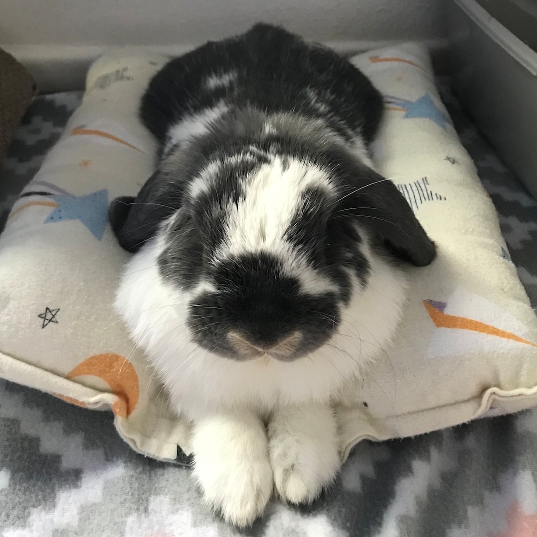 Snug as A Bug Bunny Bed | Rabbit Bed - Etsy