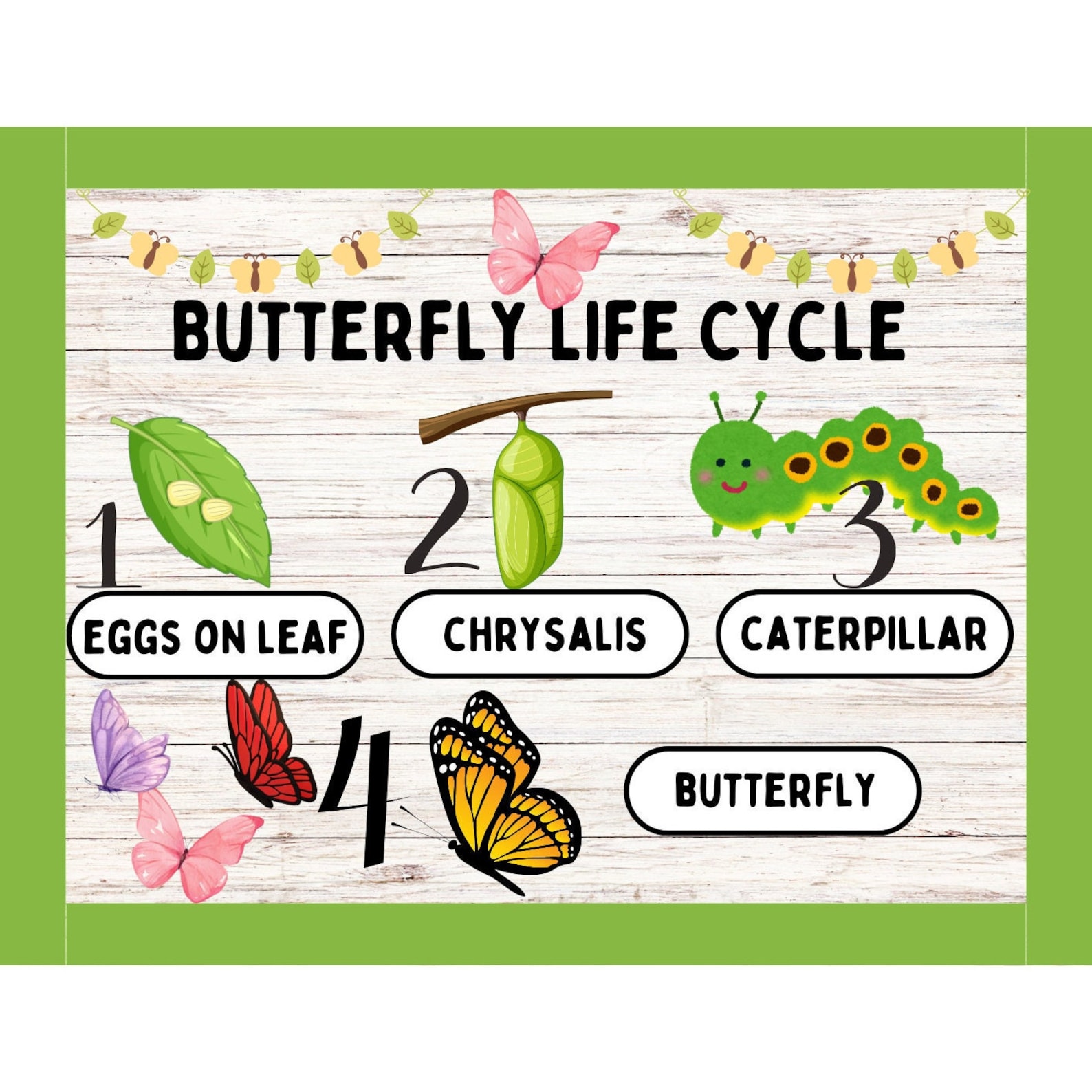 Butterfly Life Cycle Bulletin Board Printable: Metamorphosis Chart (A4 ...