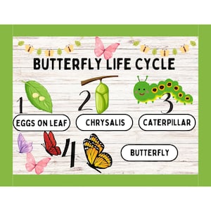 Butterfly Life Cycle Bulletin Board Printable, Butterfly Bulletin Board ...