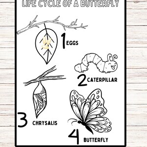 Butterfly Life Cycle Craft Printable, Butterfly Life Cycle Printable ...