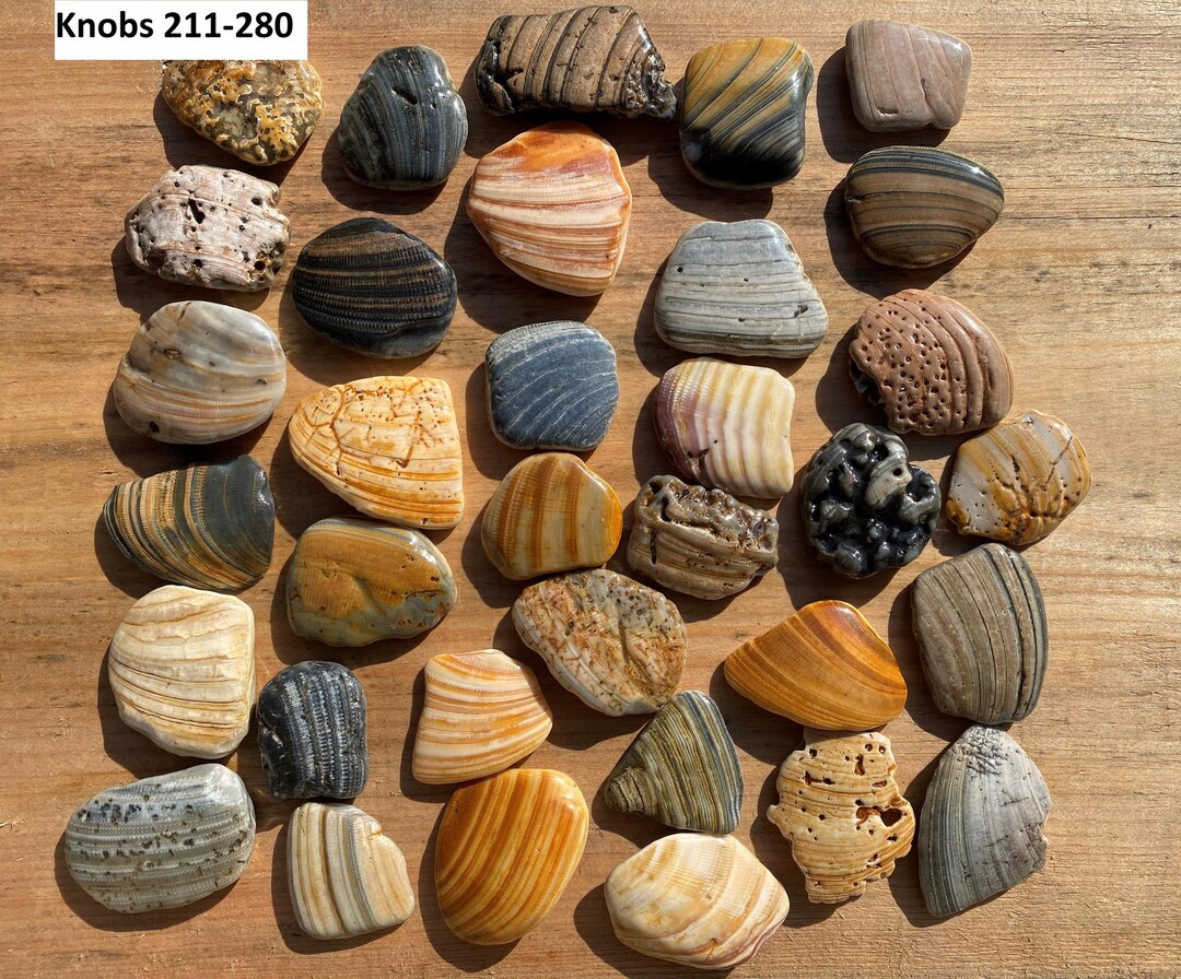 Unique Kitchen Knobs Cabinet Knobs Drawer Pulls Sea Shell Handles Drawer Handles Bathroom ...